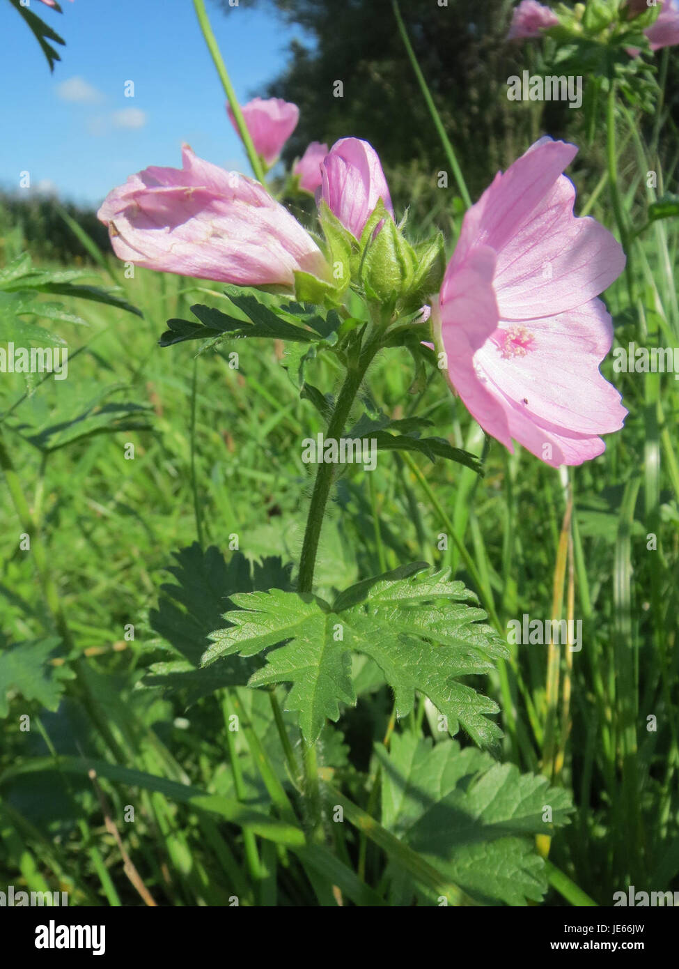 *Malva moschata*, also known as musk mallow, is a flowering plant in ...