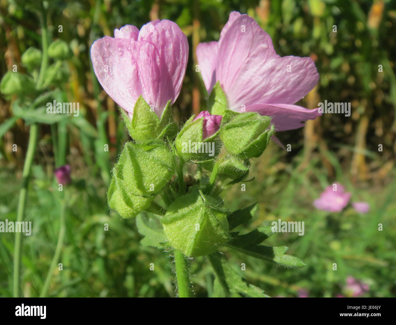 *Malva moschata*, known as musk mallow, is a flowering plant in the ...