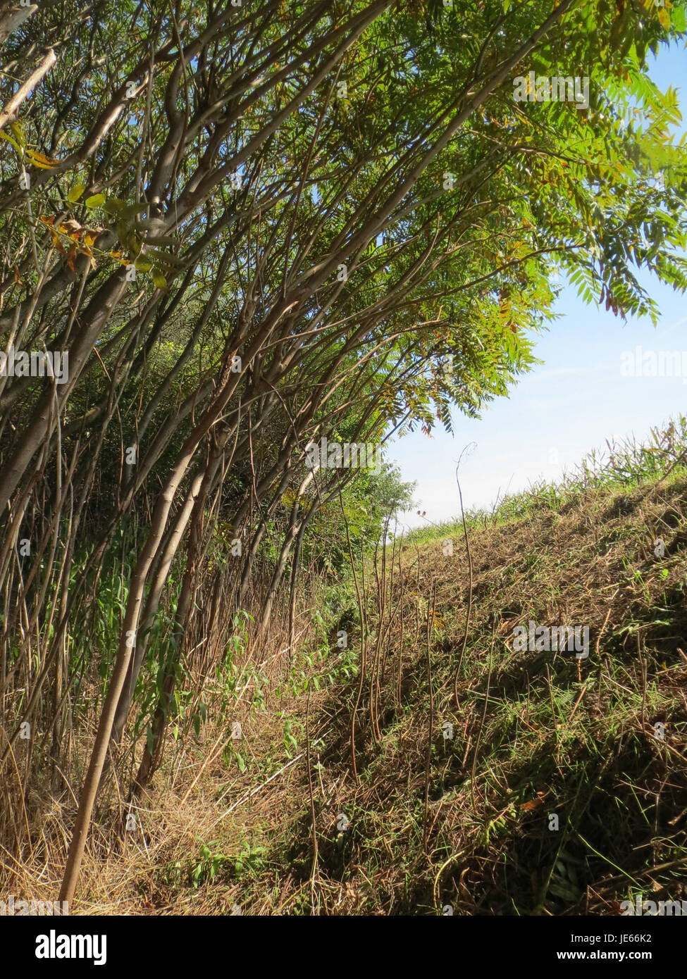 Compound plant hi-res stock photography and images - Alamy