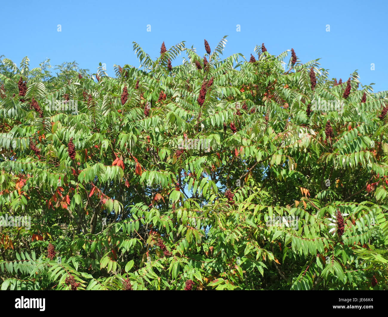 Rhus typhina, also known as staghorn sumac, is a deciduous shrub native ...