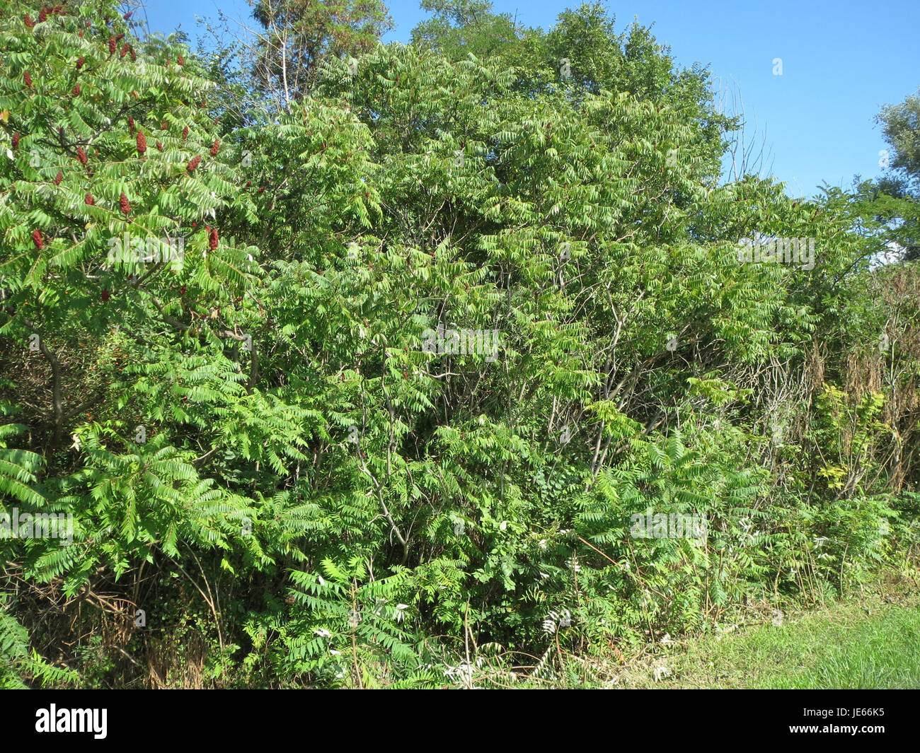 Rhus typhina, commonly known as Staghorn Sumac, is a deciduous shrub or ...