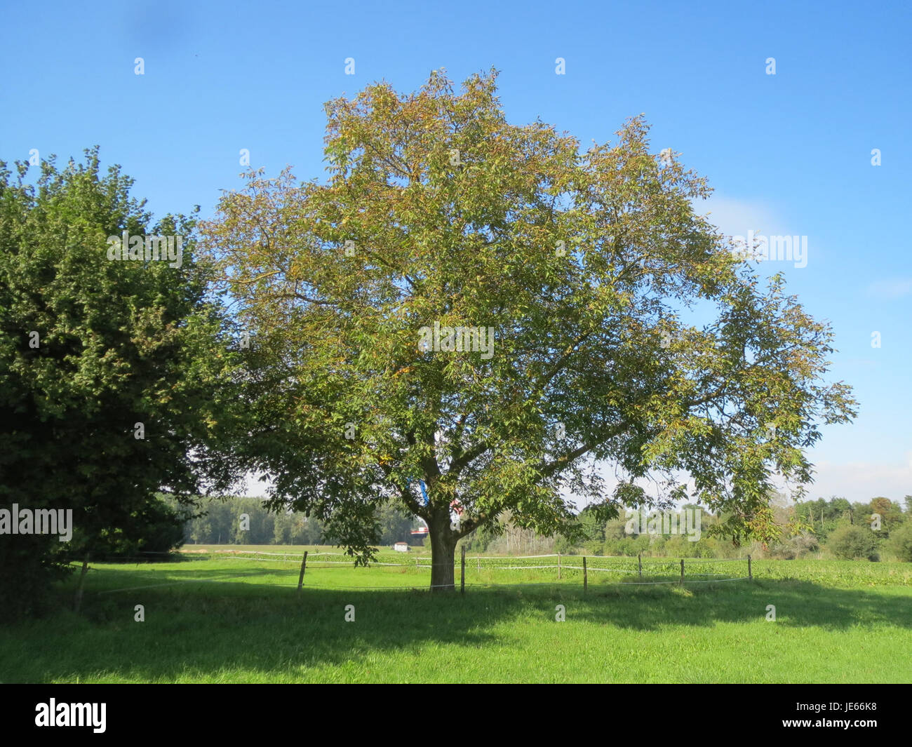 Walnut tree varieties hi-res stock photography and images - Alamy