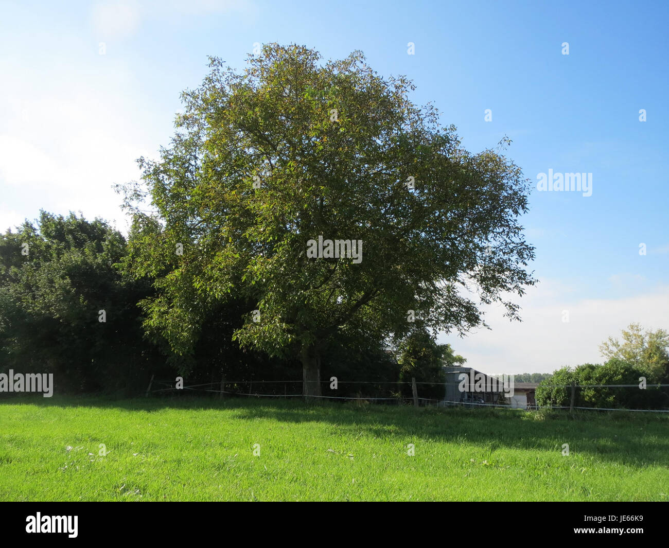 A photograph taken on September 22, 2013, showing a Juglans regia tree ...