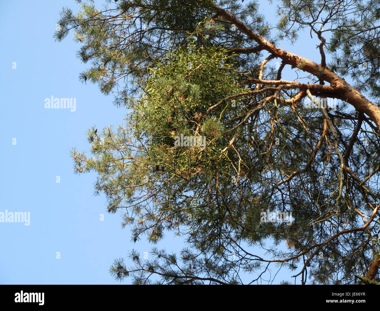Viscum album, commonly known as mistletoe, is a parasitic plant species ...