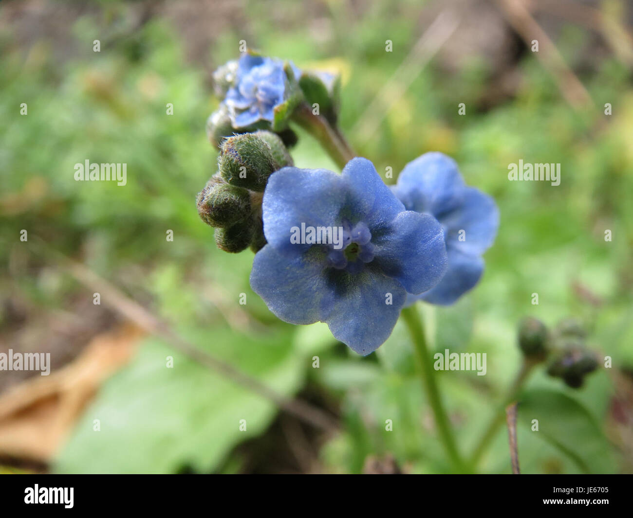 Brunnera macrophylla, commonly known as Siberian Bugloss, is a ...
