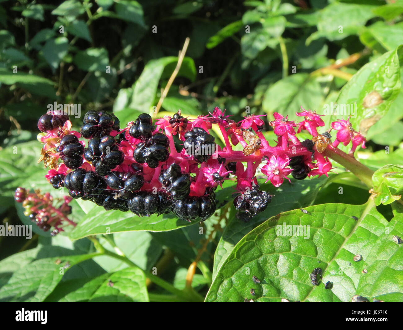 Indian plant catalog hi-res stock photography and images - Alamy