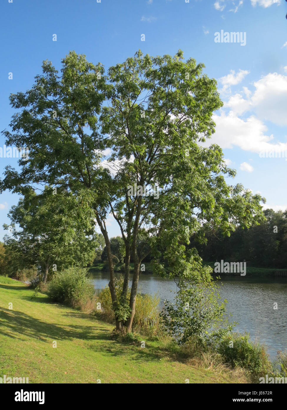 The image showcases an ash tree (Fraxinus excelsior) located in ...