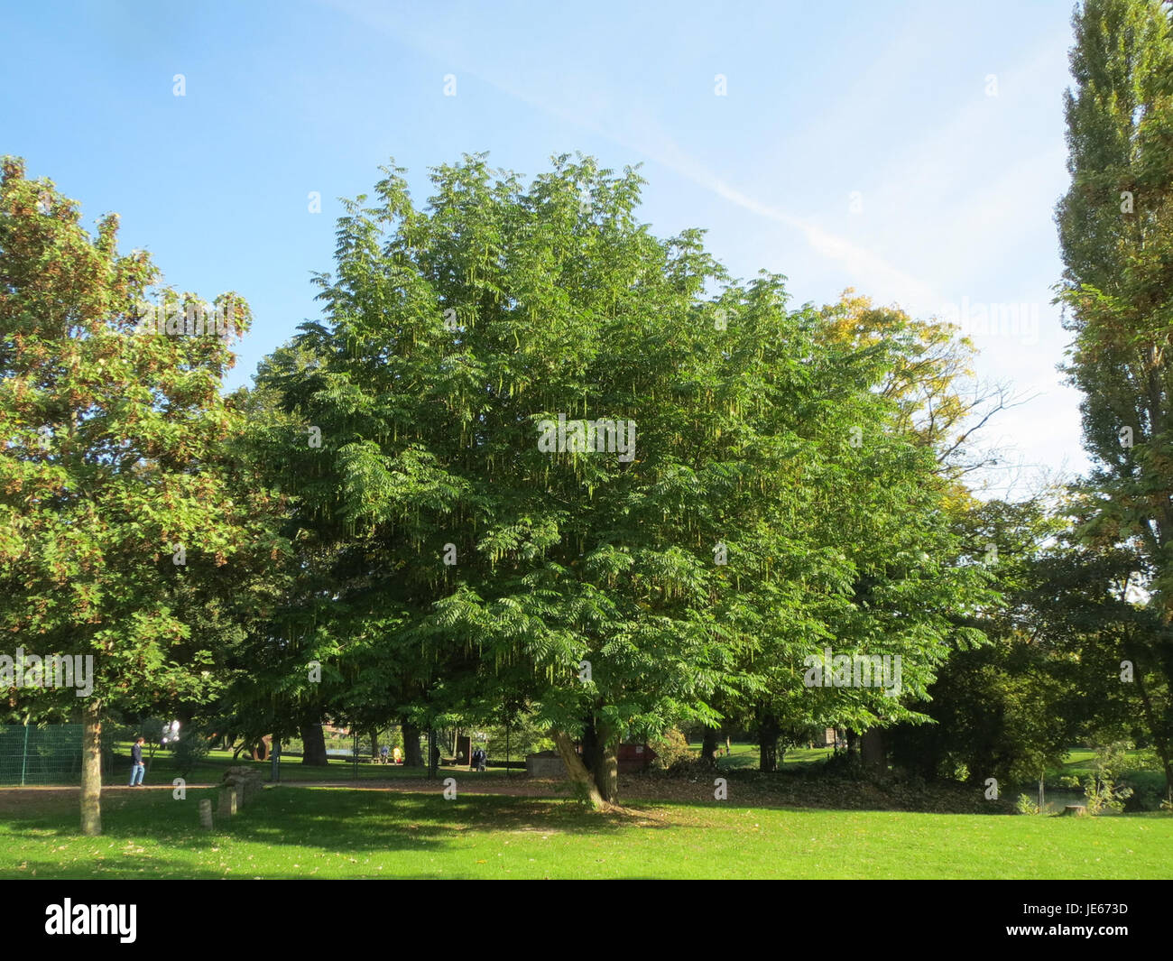 Pterocarya fraxinifolia, commonly known as the Caucasian wingnut, is a ...