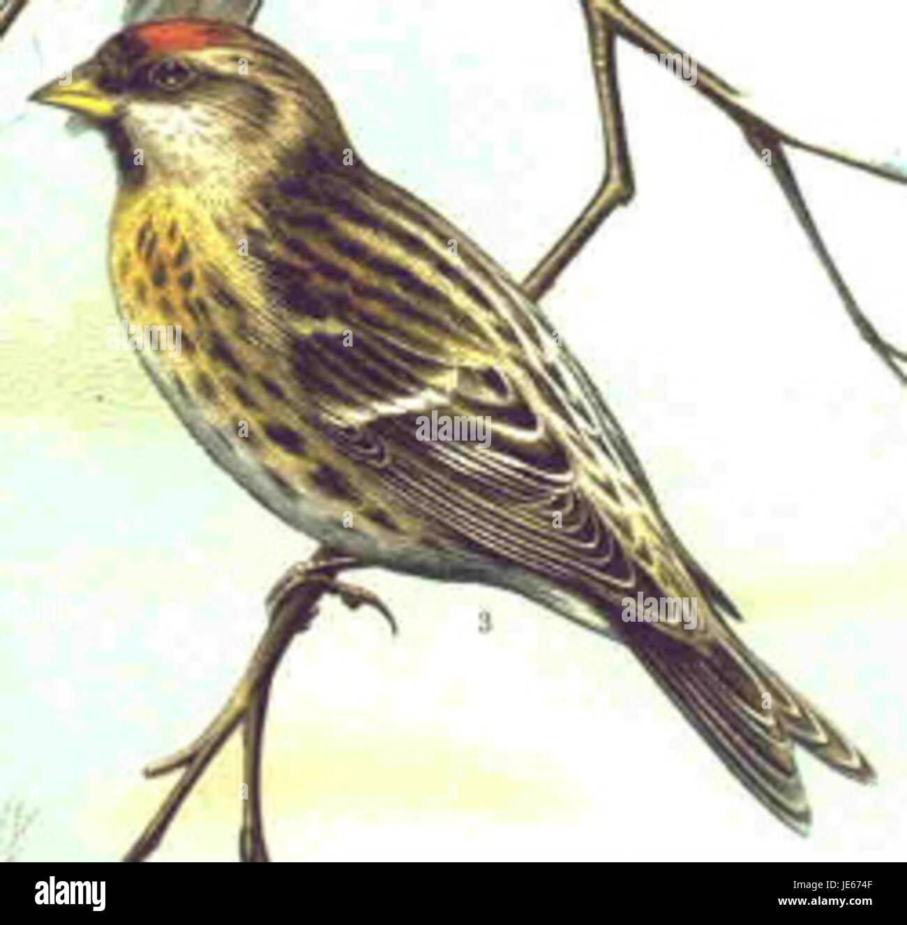 The common redpoll (Acanthis flammea) is a small finch species native ...