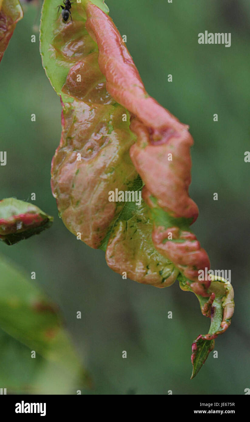 Event historical moment captured hi-res stock photography and images ...