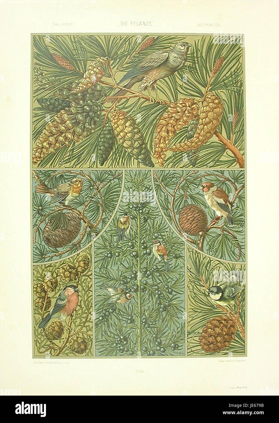 Anton Seder's artwork featuring robins and waxwings perched on a cedar ...