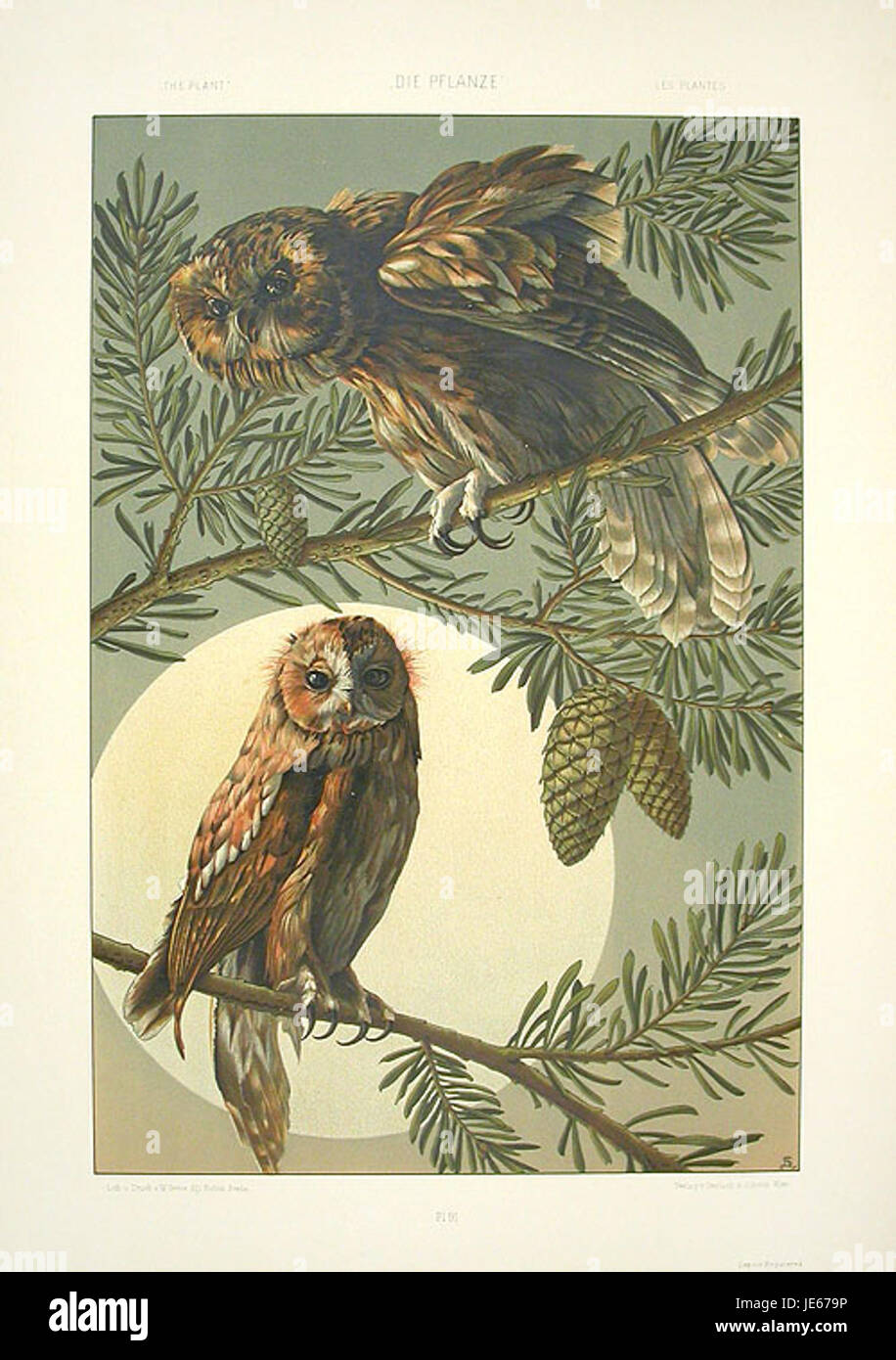 Anton Seder’s 'Owls' is an illustration capturing the detailed and ...