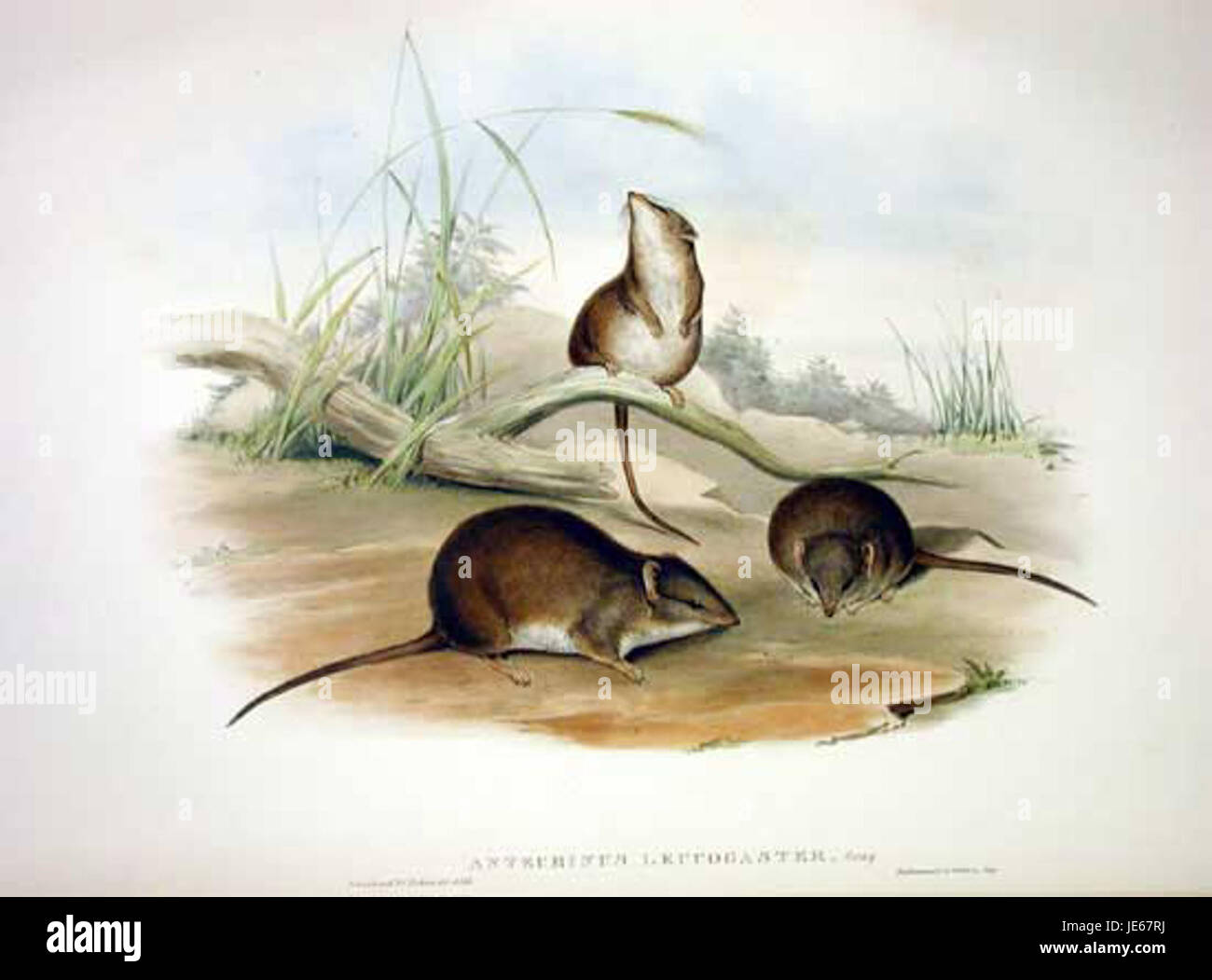 Antechinus flavipes, commonly known as the yellow-footed antechinus, is ...