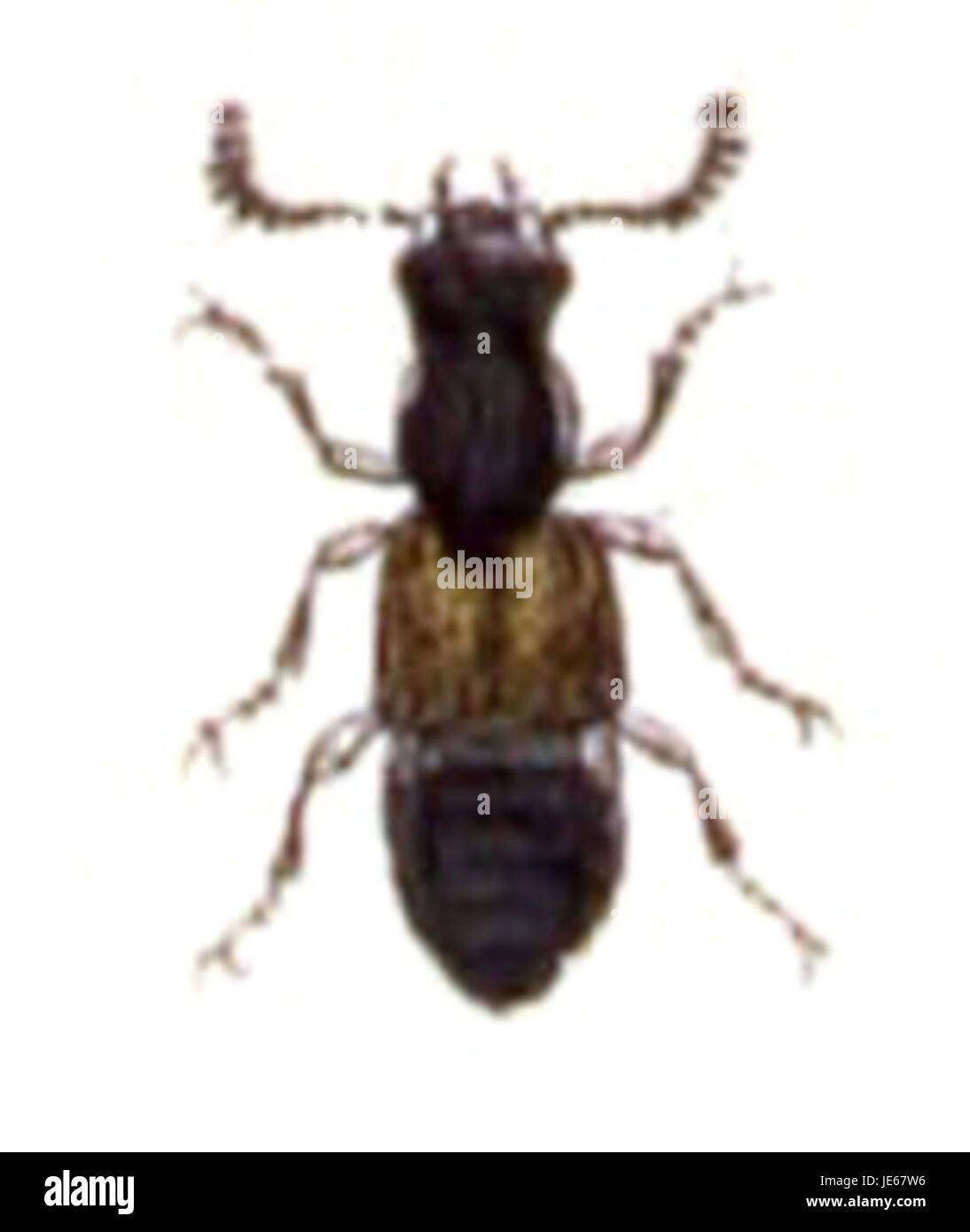 Calwer insects hi-res stock photography and images - Alamy