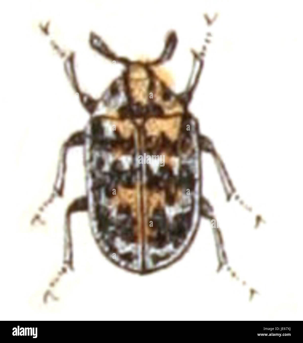 Anthrenus museorum hi-res stock photography and images - Alamy