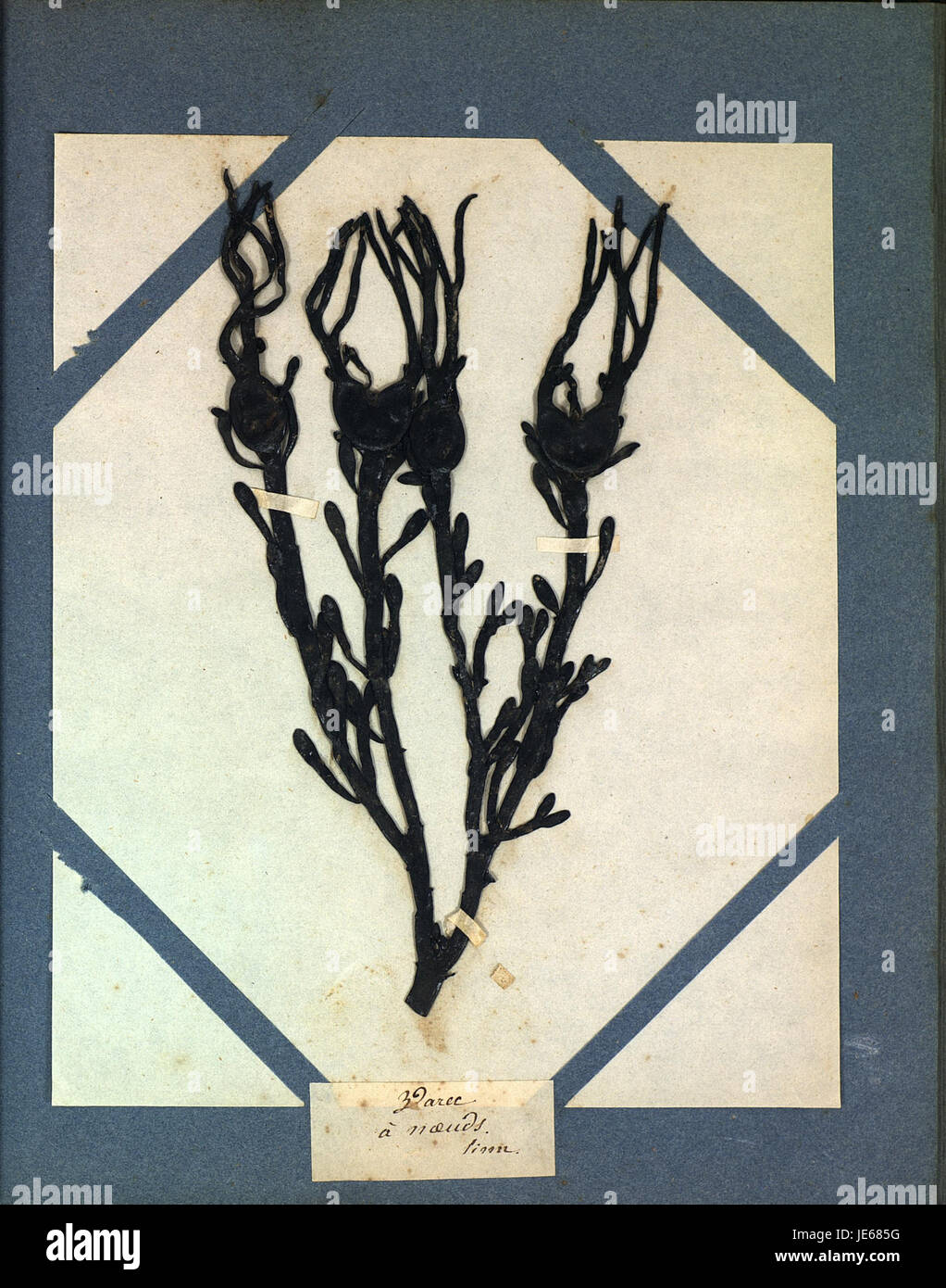 Rockweed (ascophyllum nodosum) hi-res stock photography and images - Alamy