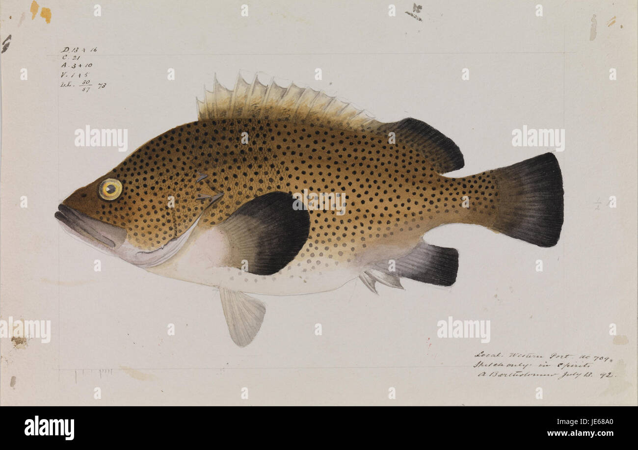 Arthur Bartholomew's depiction of Eastern Wirra and the fish species ...