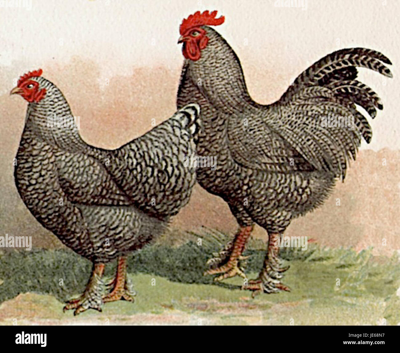 Coucou de Malines is a traditional French breed of chicken, known for ...