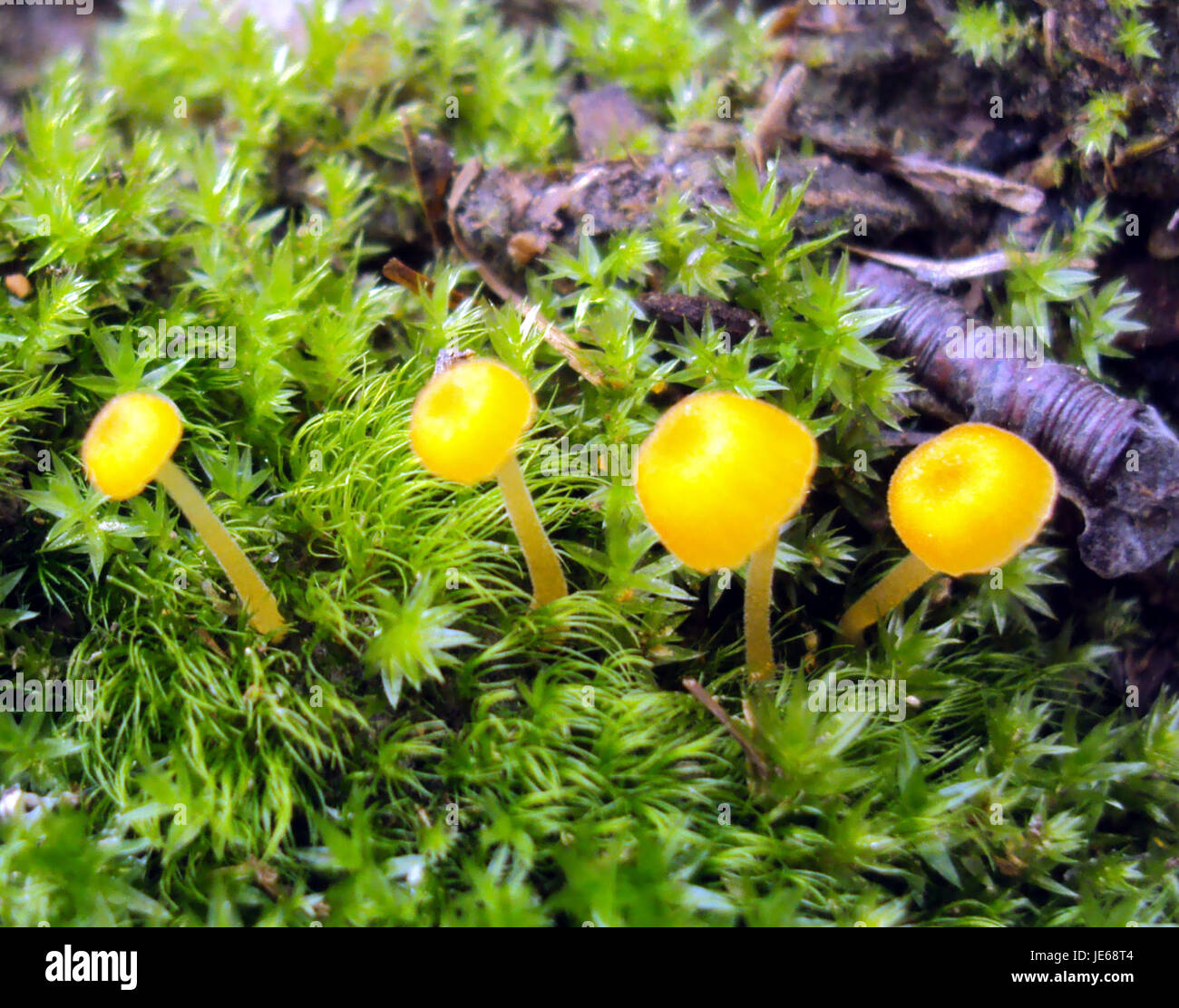 Fungi types hi-res stock photography and images - Alamy