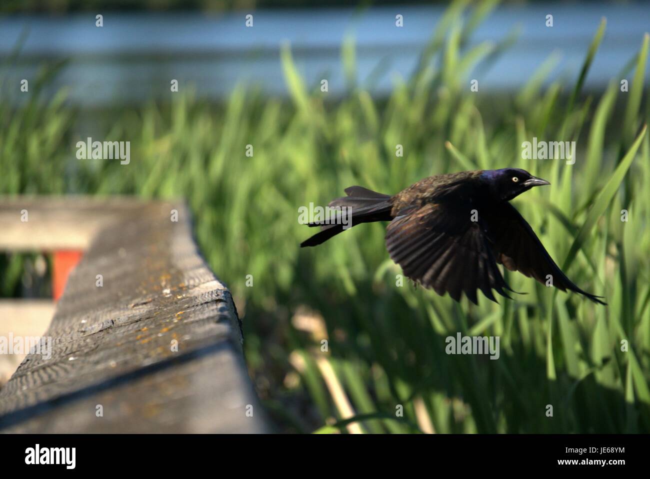 Black beauty in flight Stock Photo - Alamy