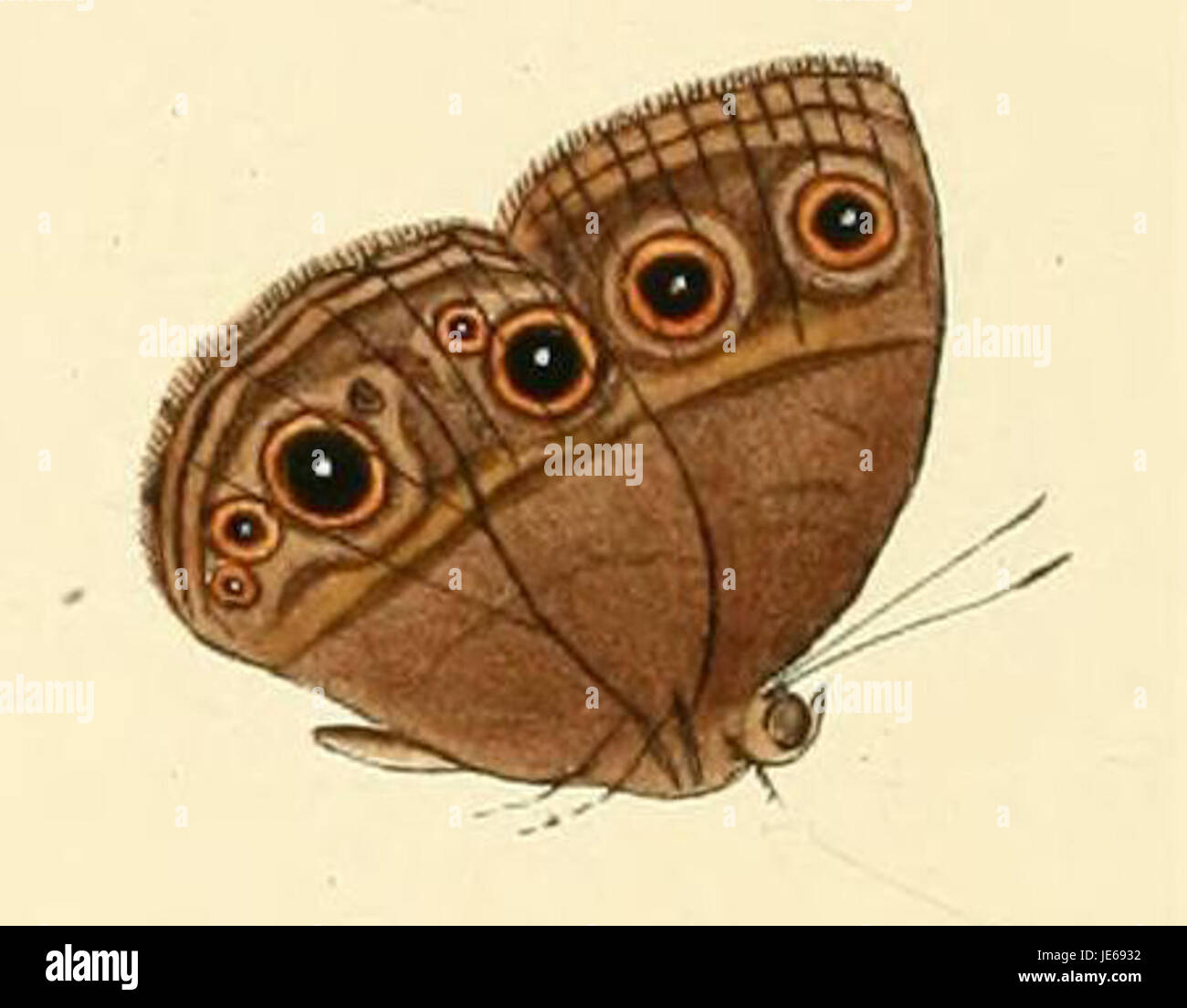 Bicyclus milyas, also known as the common bush brown, is a butterfly ...