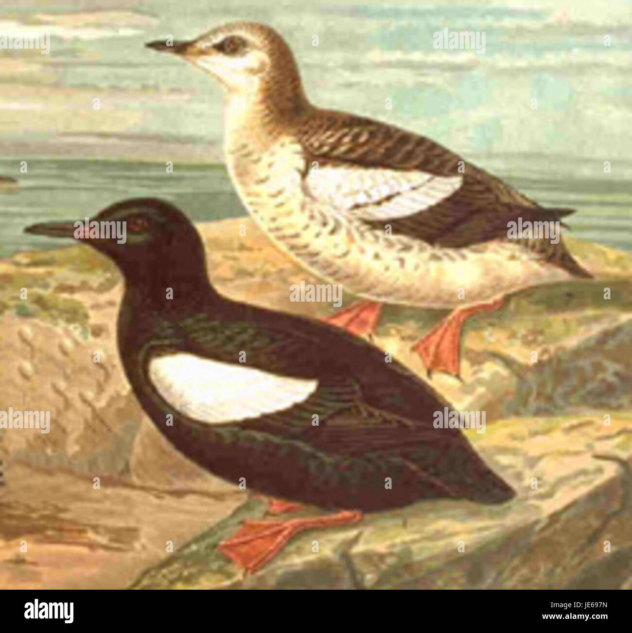 A photograph of a Black Guillemot (Cepphus grylle), a seabird found in ...