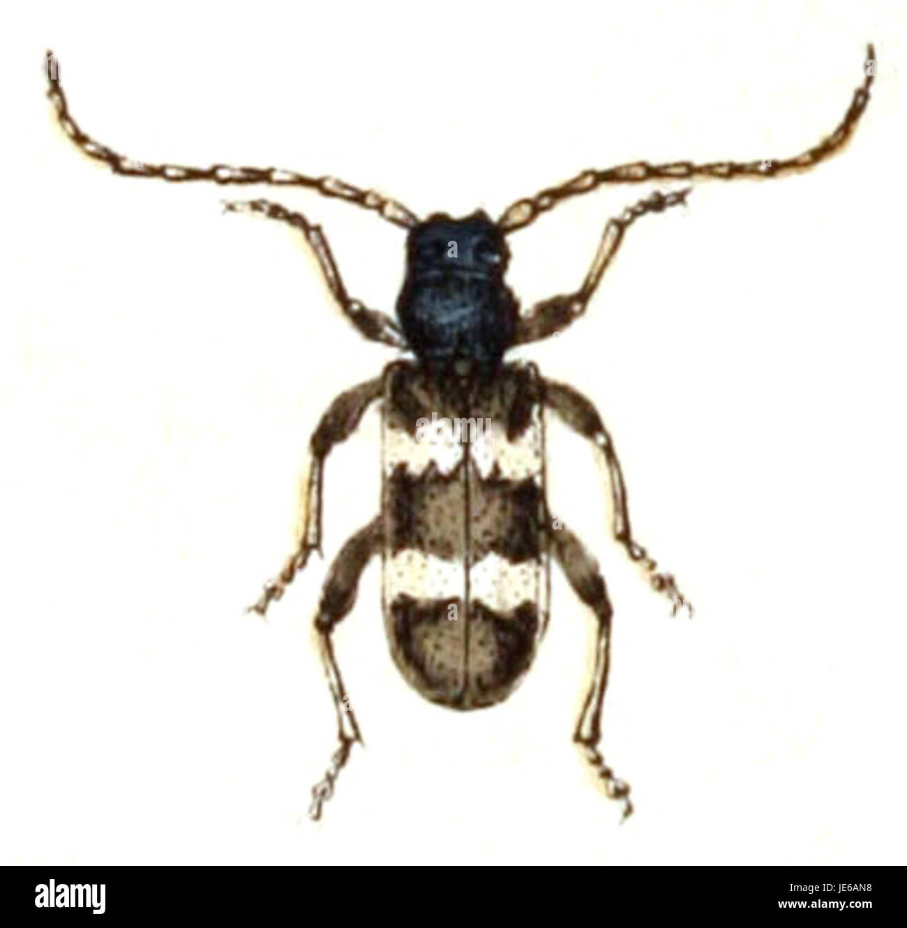 Taxonomic species Cut Out Stock Images & Pictures - Alamy