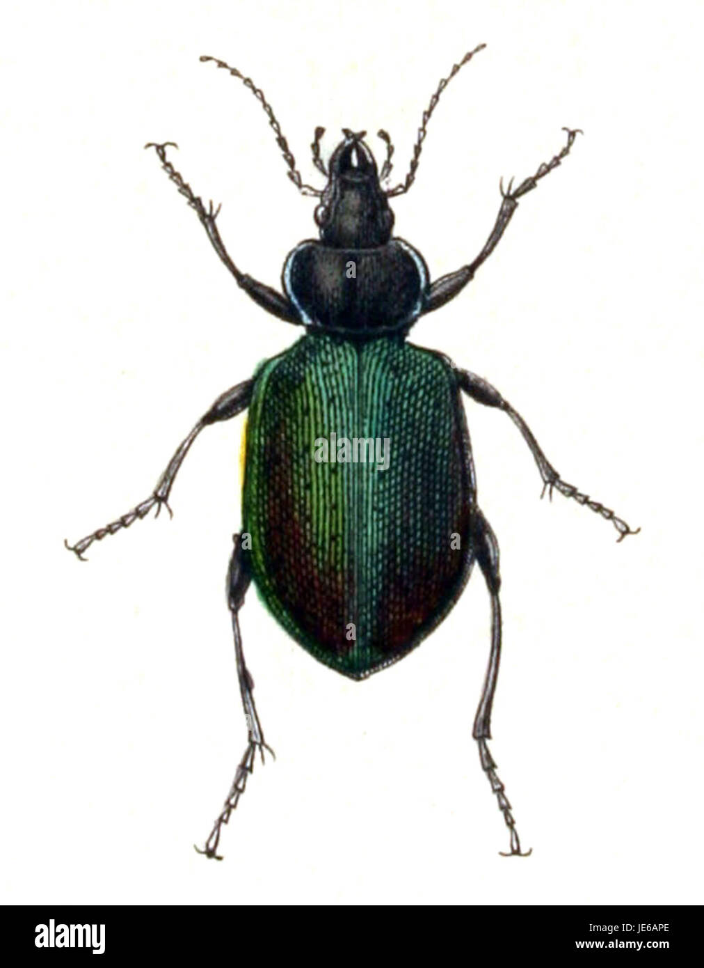 A photo of Calosoma sycophanta, known as the European caterpillar ...