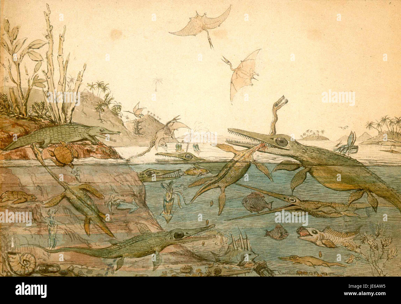 Duria antiquior hi-res stock photography and images - Alamy