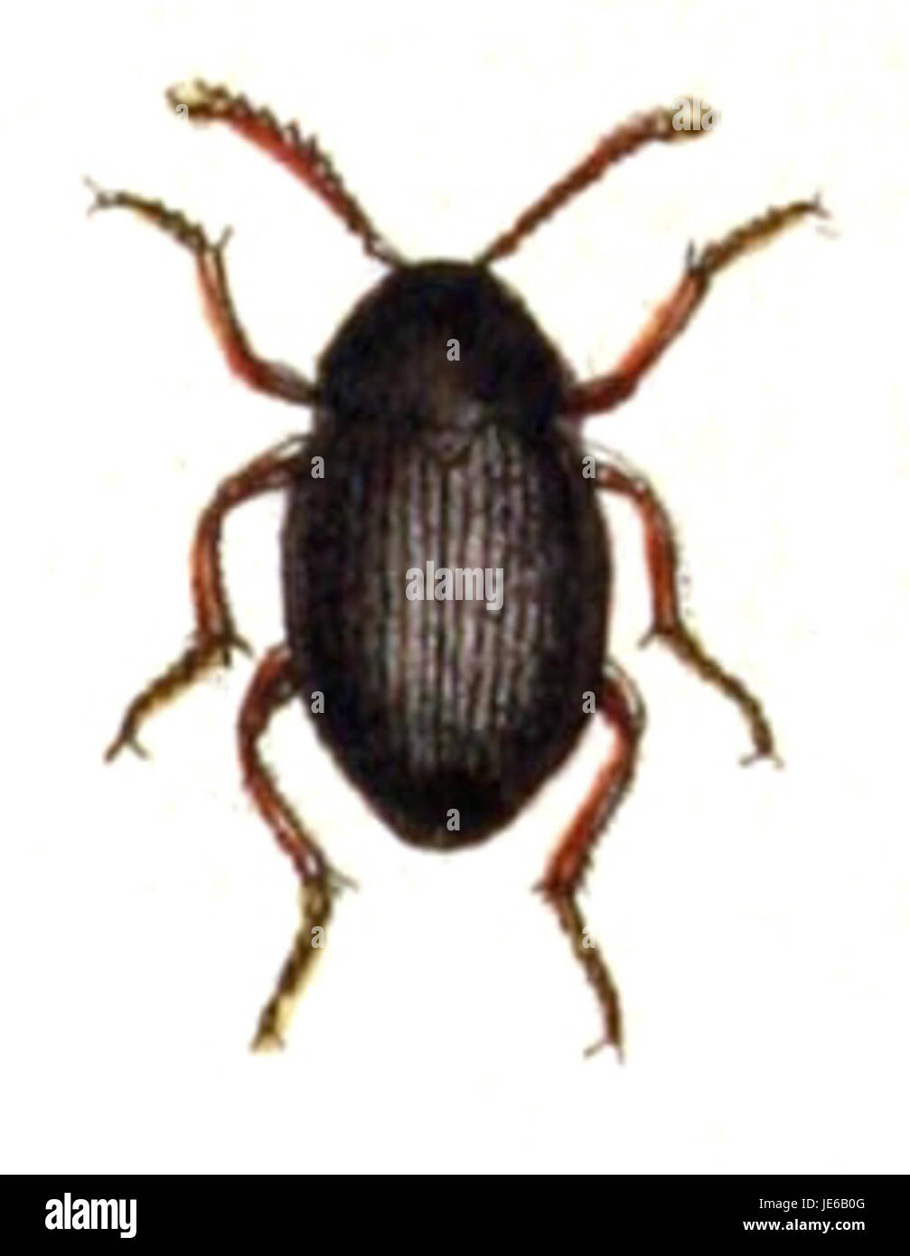 Dark coloration hi-res stock photography and images - Alamy