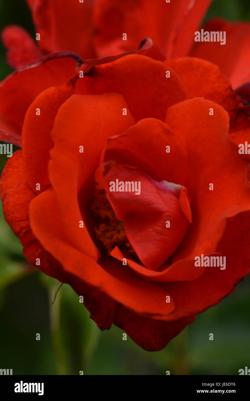Deep orange flowers hi-res stock photography and images - Alamy