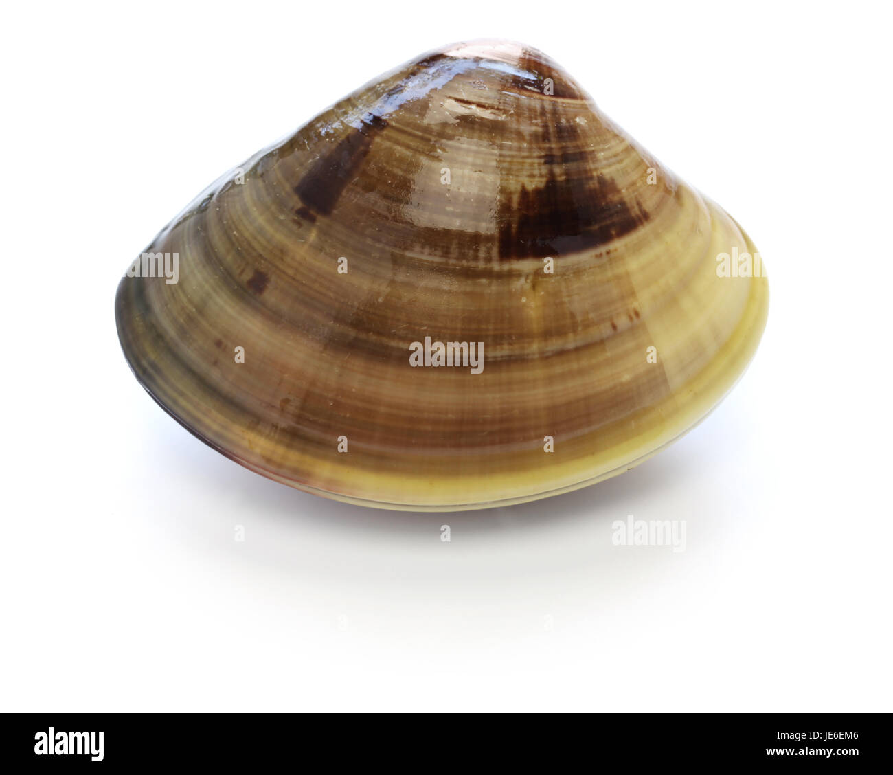 hamaguri, honhama, japanese clam, common orient clam,meretrix lusoria ...