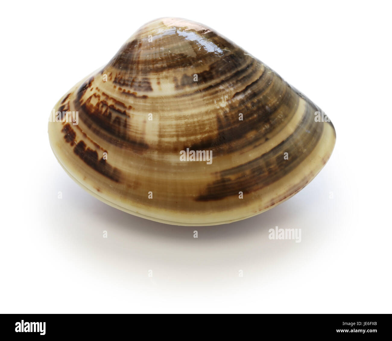 hamaguri, honhama, japanese clam, common orient clam,meretrix lusoria ...