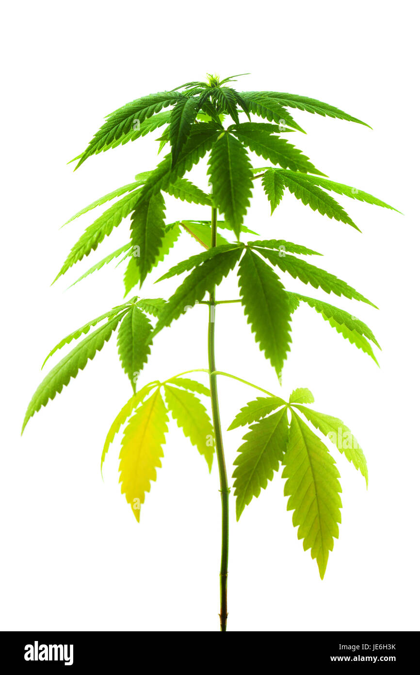 Cannabis plant medical marijuana Cut Out Stock Images & Pictures - Alamy