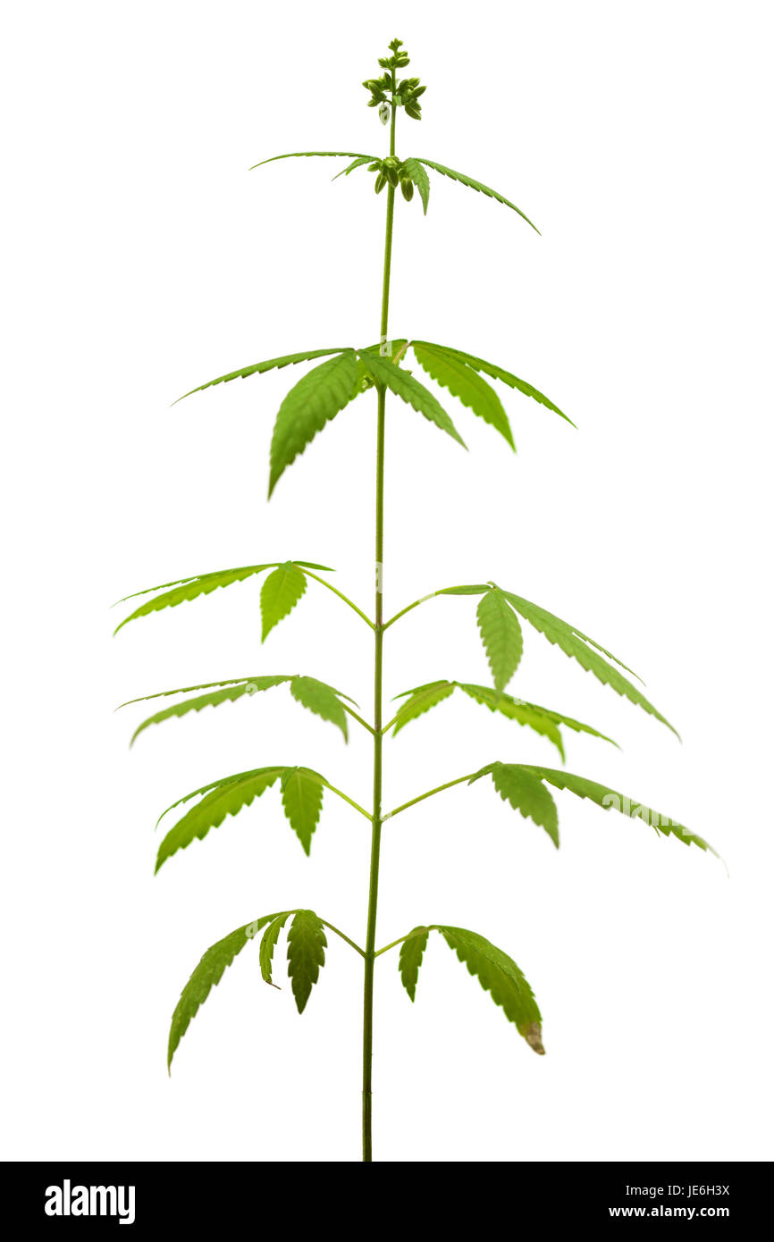 Cannabis plant medical marijuana Cut Out Stock Images & Pictures - Alamy