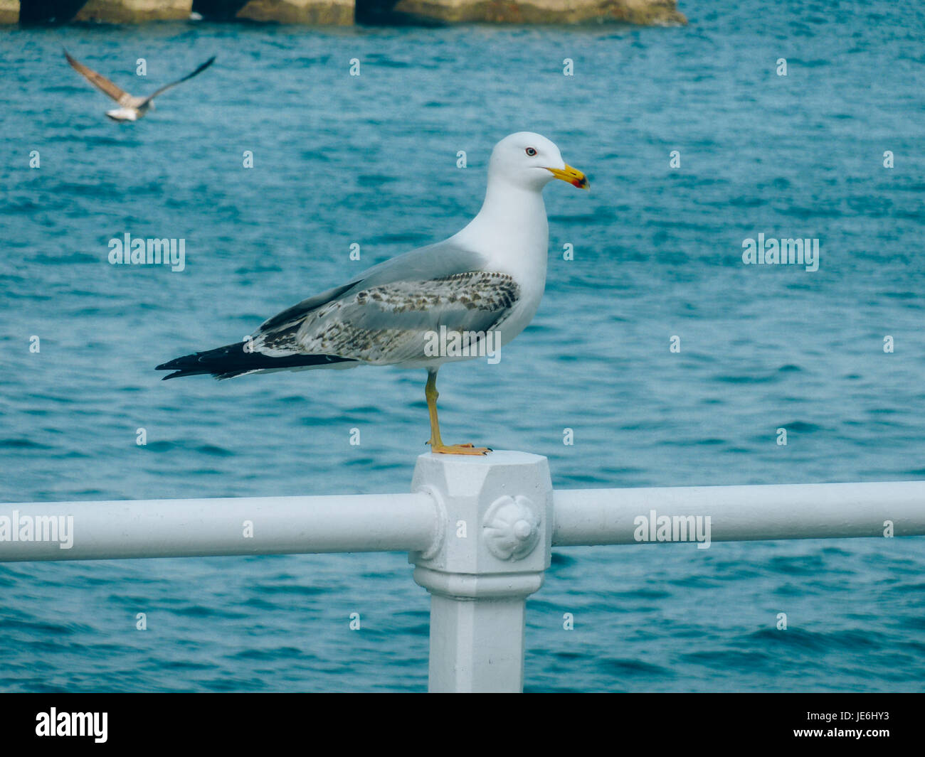 Bird on the port Stock Photo - Alamy