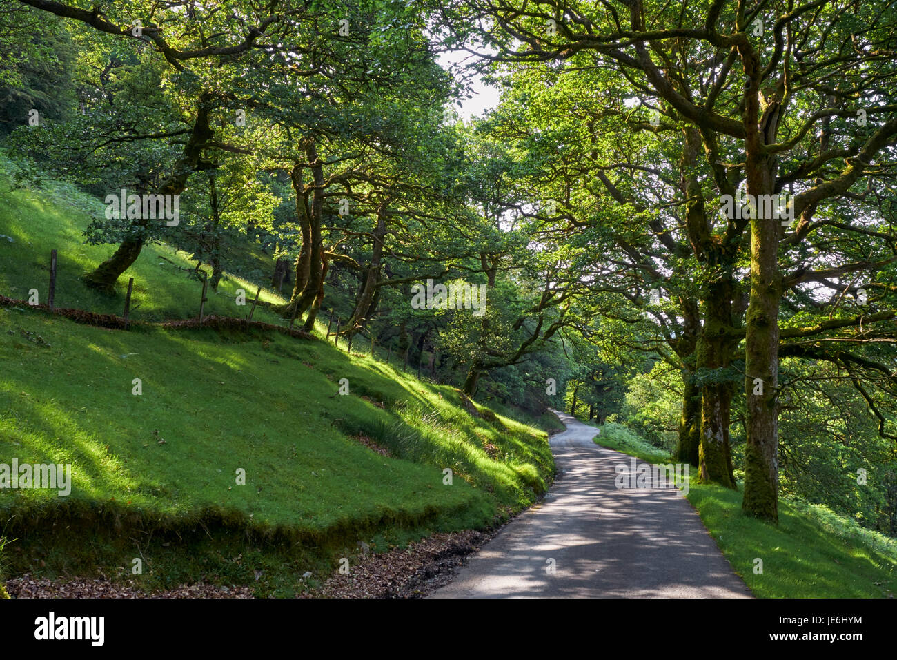 Road through forest in the Irfon Valley, north of Abergwesyn. Powys ...