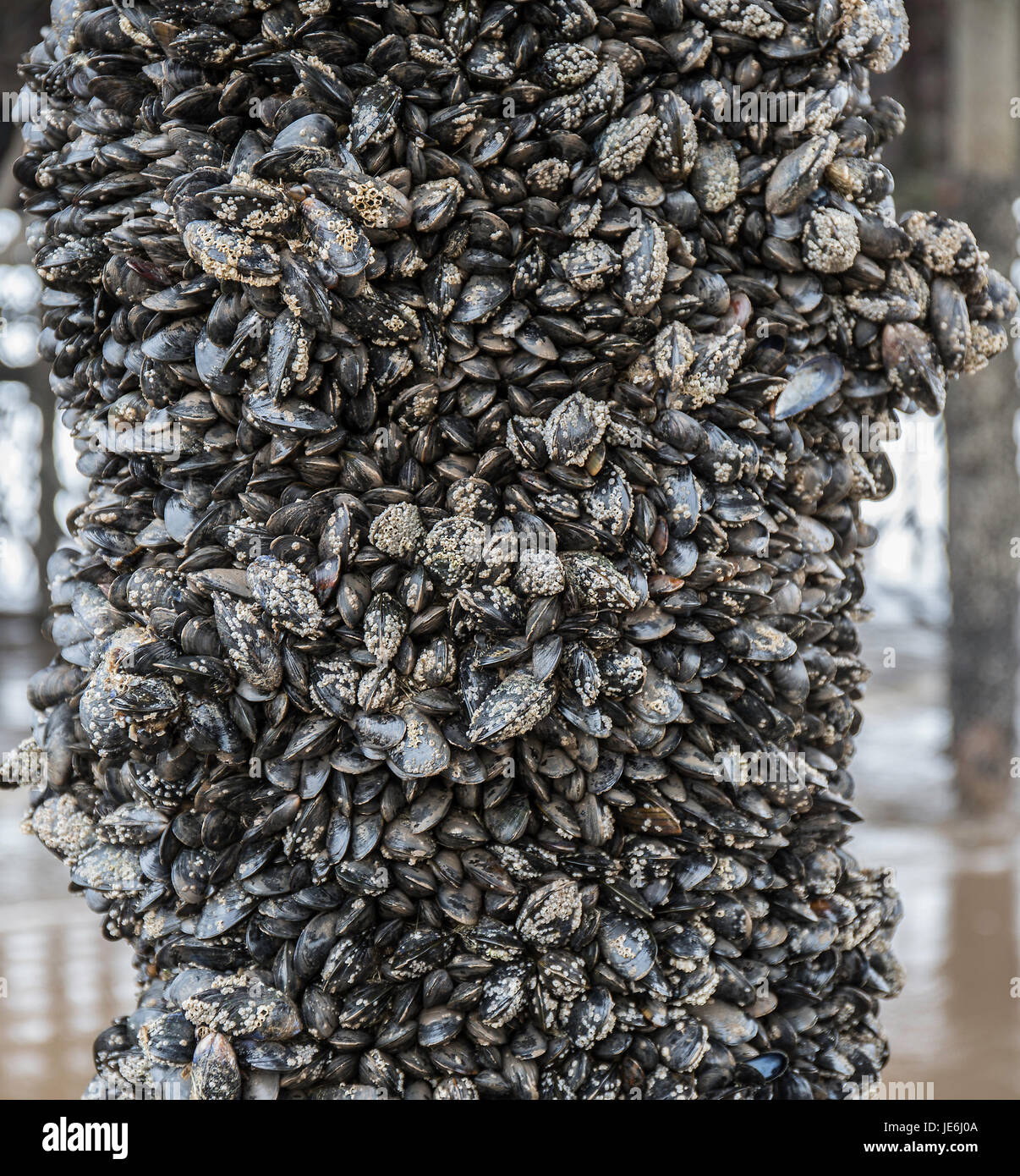 Group of mussels in a pier Stock Photo - Alamy
