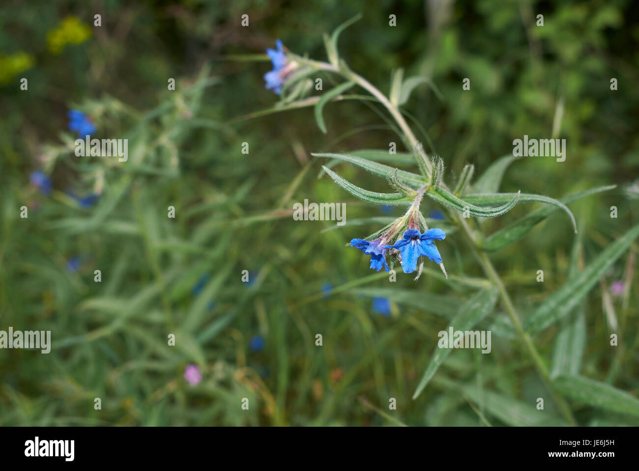 Creeping gromwell hi-res stock photography and images - Alamy