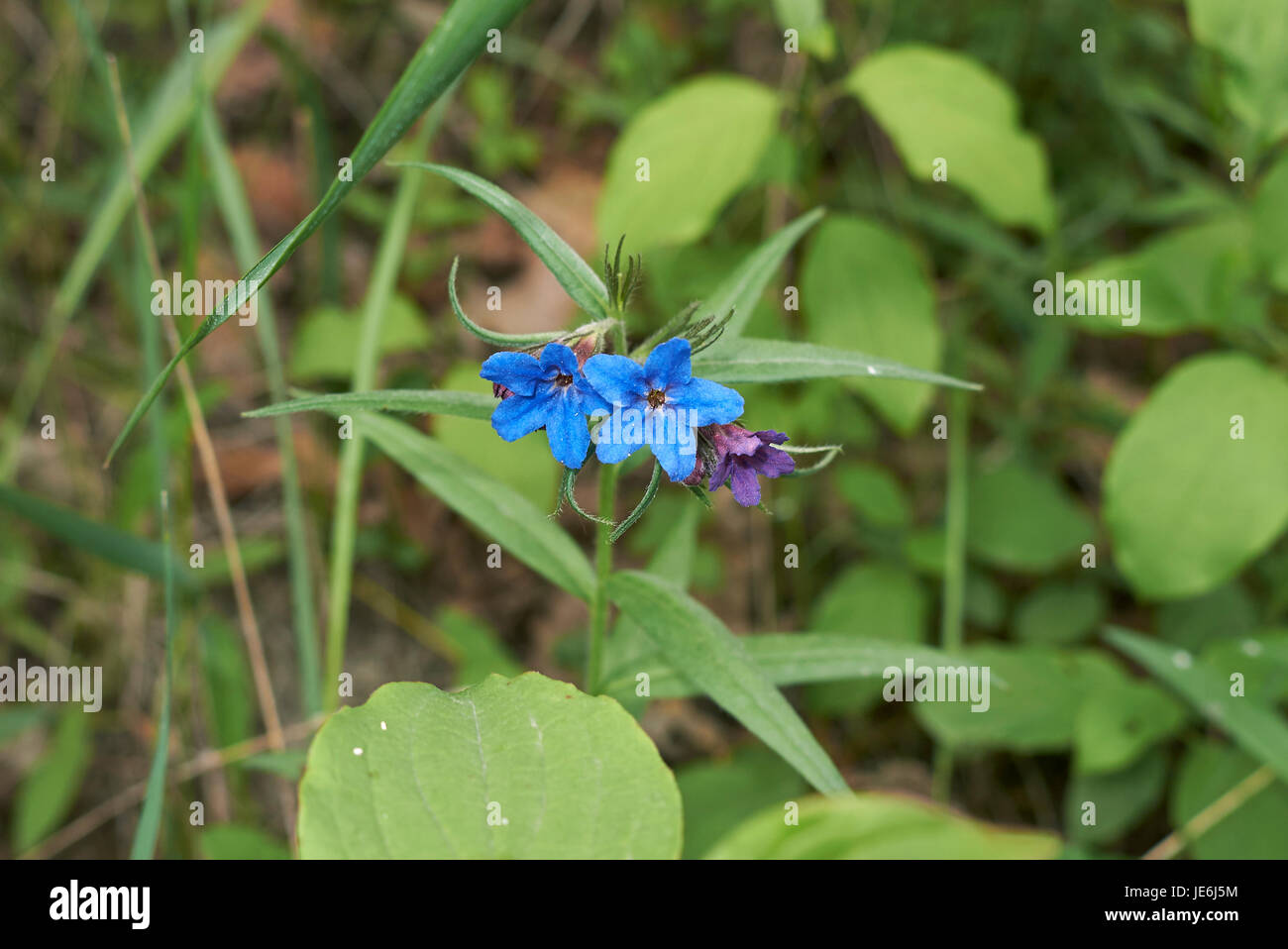 Creeping Gromwell High Resolution Stock Photography and Images - Alamy