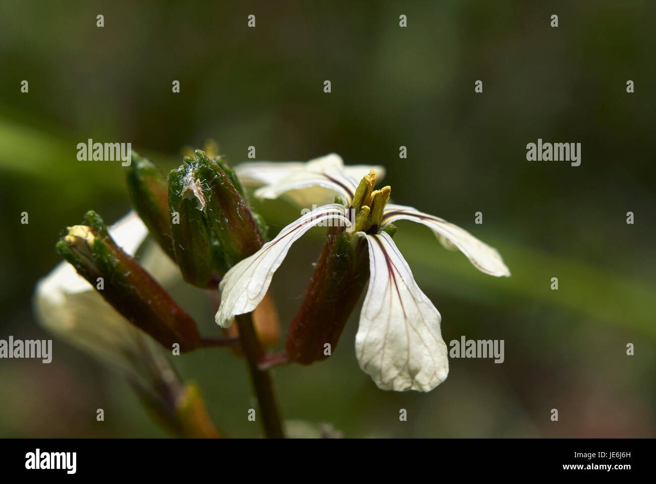 Eruca sativa hi-res stock photography and images - Alamy