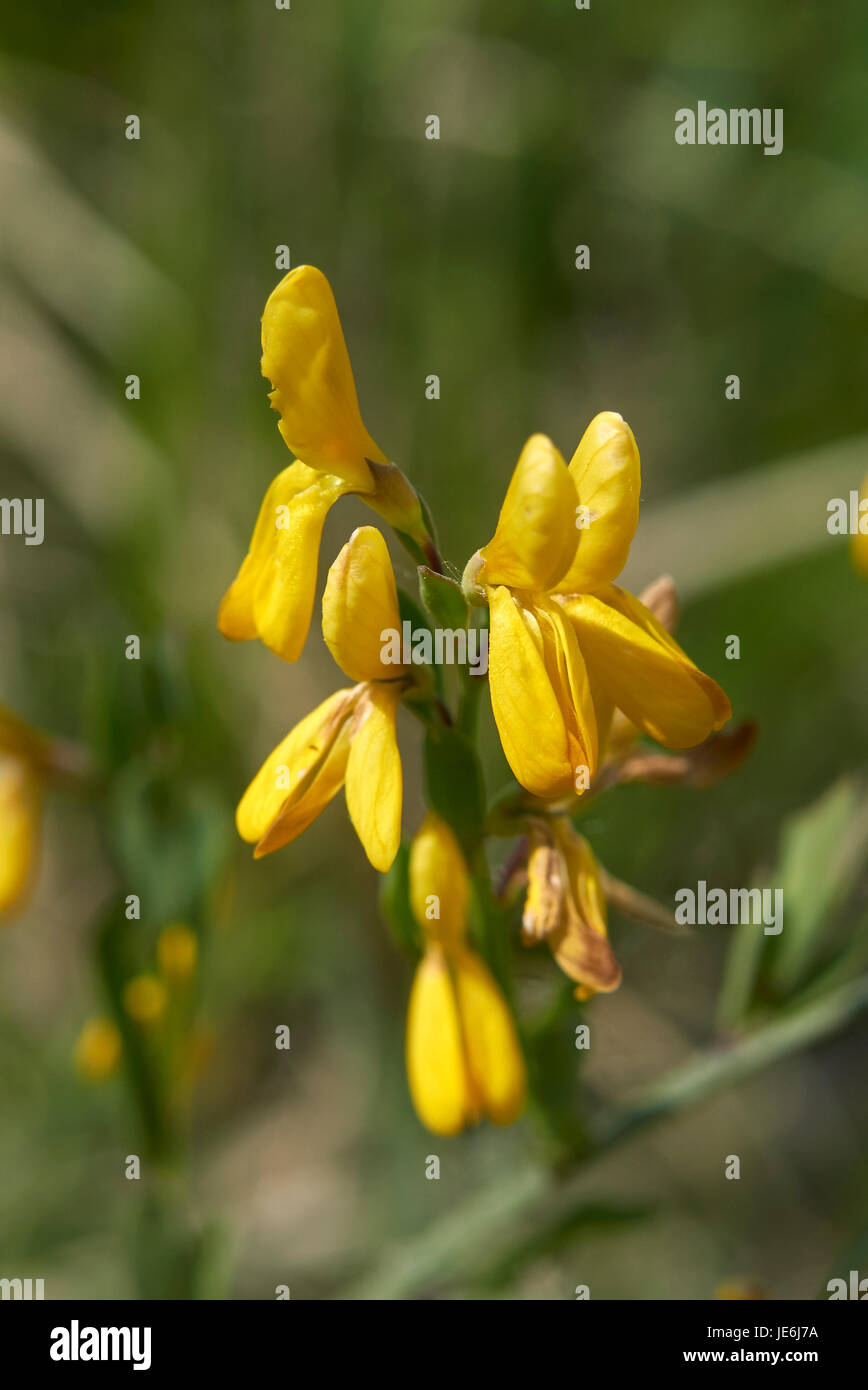 Genista tinctoria yellow broom dyeing dyers hi-res stock photography ...