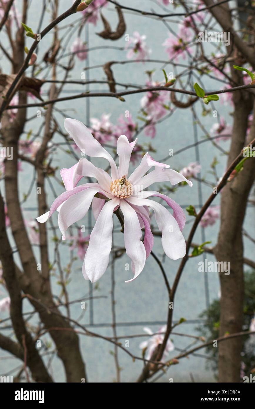 Star magnolia magnolia stellata pink hi-res stock photography and ...