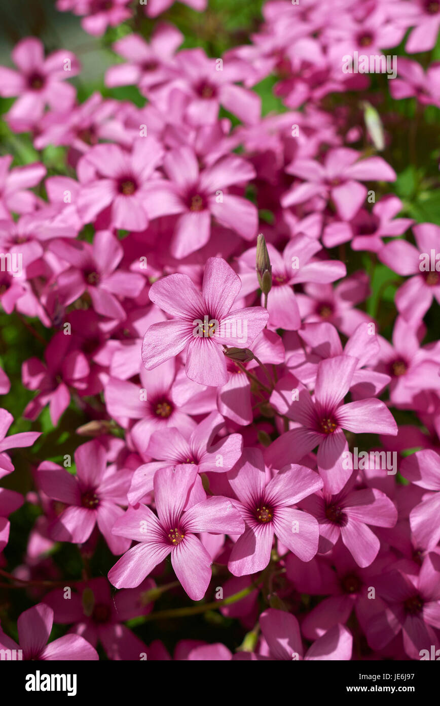 Pink oxalis oxalis articulata oxalidaceae hi-res stock photography and ...