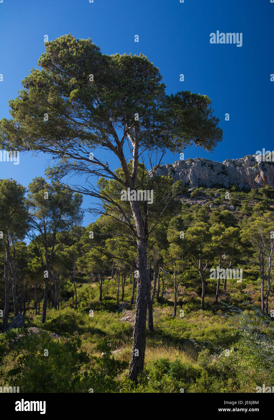 Rock formation and pine trees above the town of Estartit on the Costa ...
