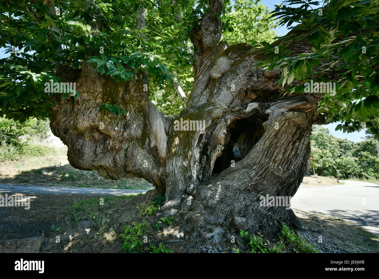 Old chestnut tree hi-res stock photography and images - Alamy