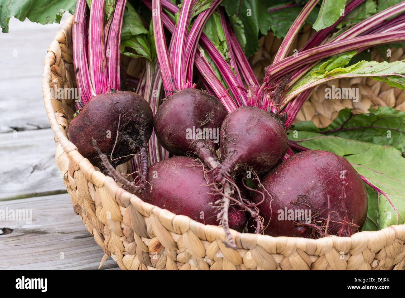 Closeup-Fresh Beets from the garden with rich red colors set off by the ...