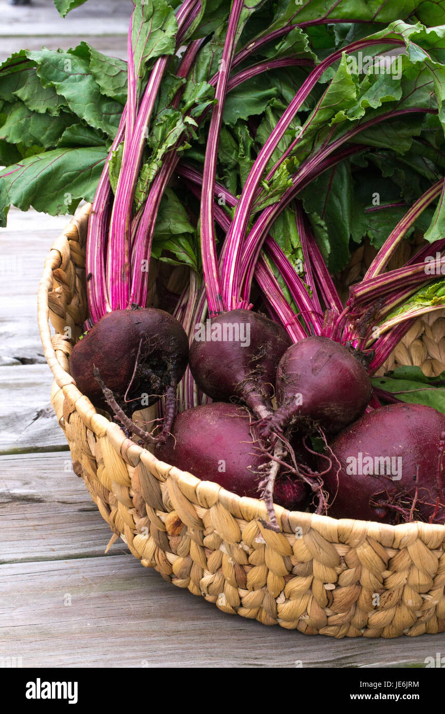 Closeup-Fresh Beets from the garden with rich red colors set off by the ...
