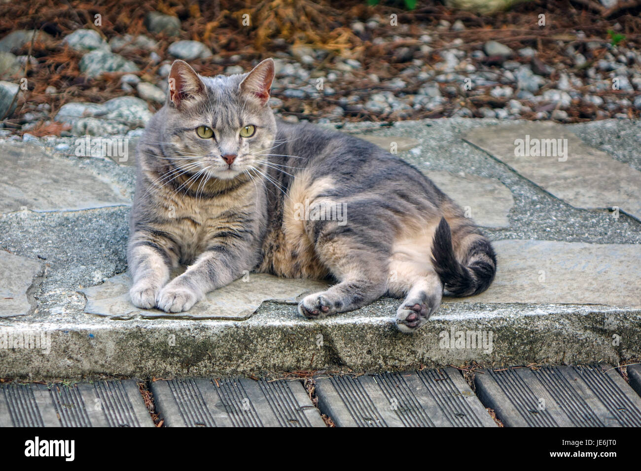 Cat laying on its side hi-res stock photography and images - Alamy