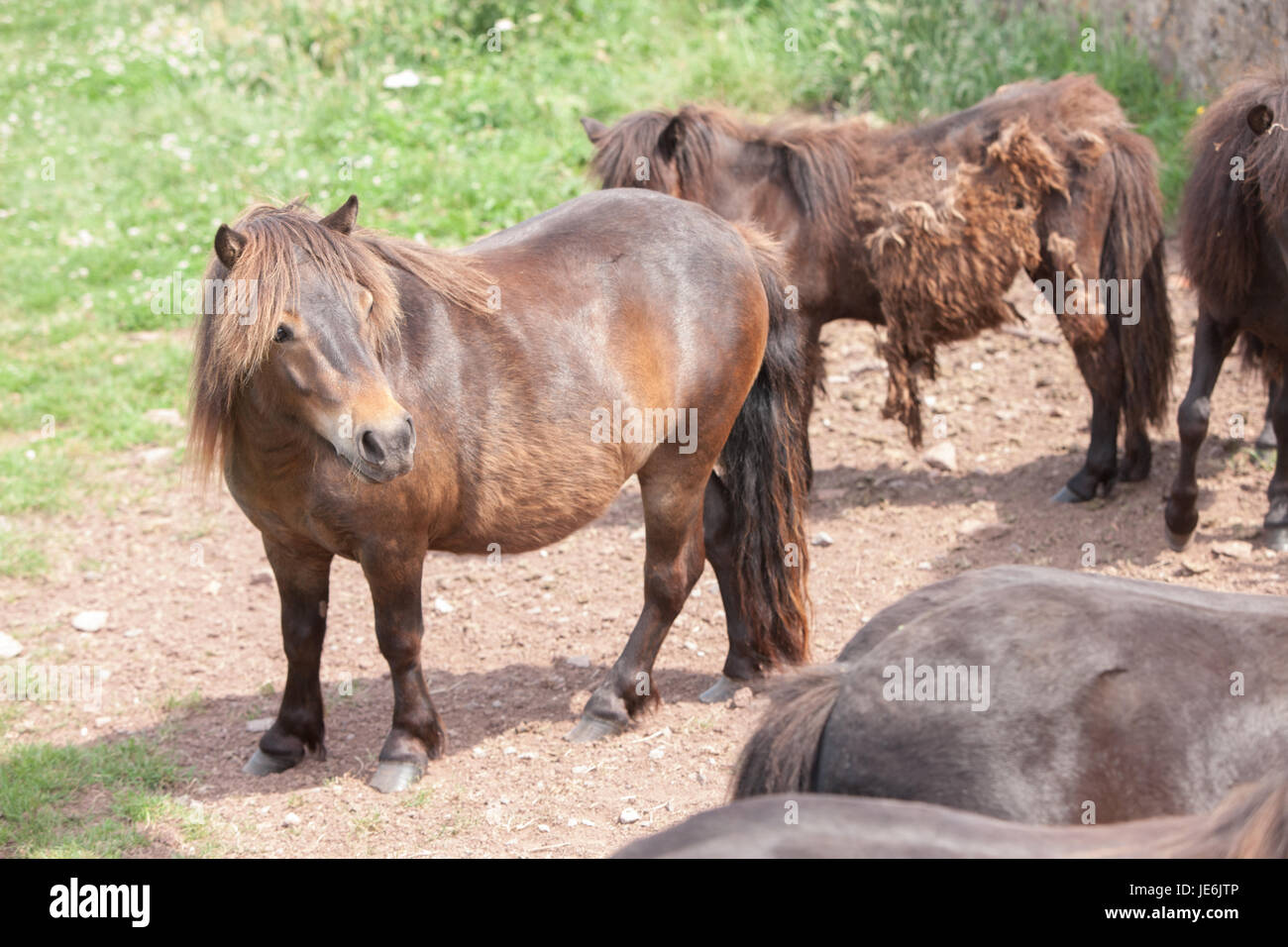 Celtic ponies hi-res stock photography and images - Alamy